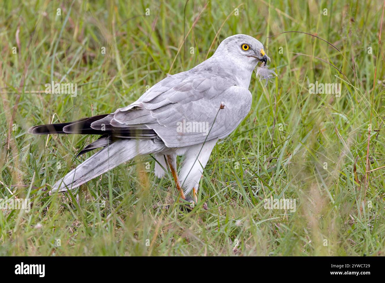 Pallid harrier, male in grassland with a kill, side view, Olare ...