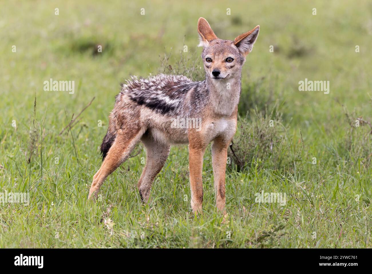 Black-backed jackal side view, stationary and looking, Olare Motorogi ...