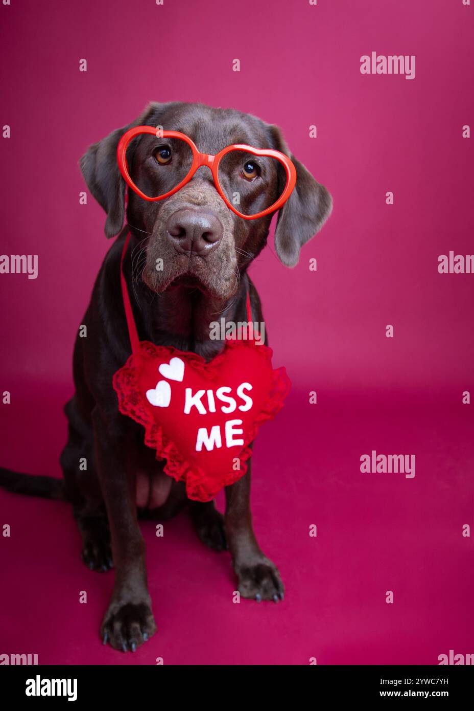 Portrait of a chocolate labrador retriever wearing glasses and a kiss ...
