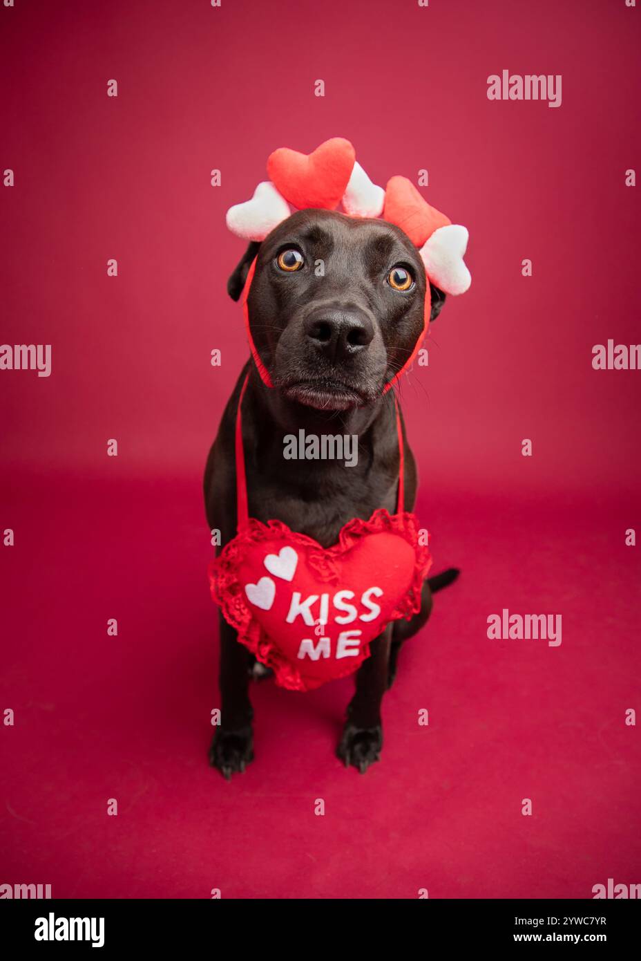 Portrait of a chocolate labrador retriever dog wearing heart shaped ...