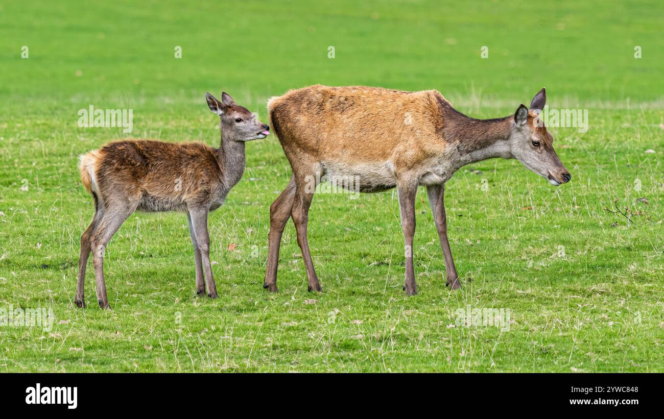 Young stag with velvet antlers hi-res stock photography and images - Alamy