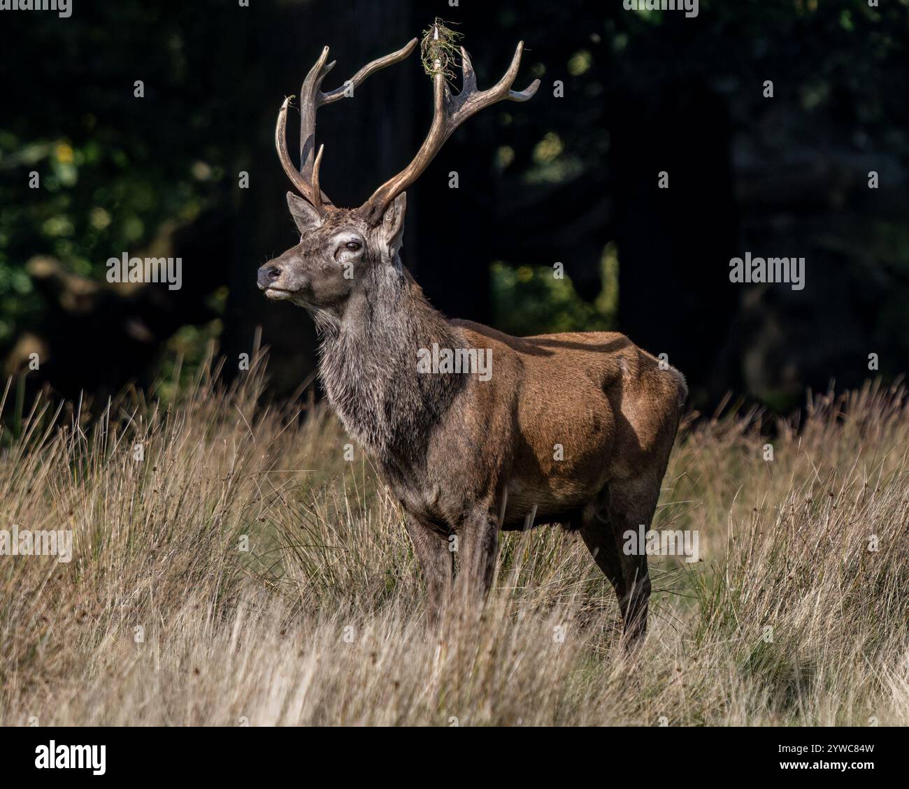 Red Deer Stag Stock Photo - Alamy