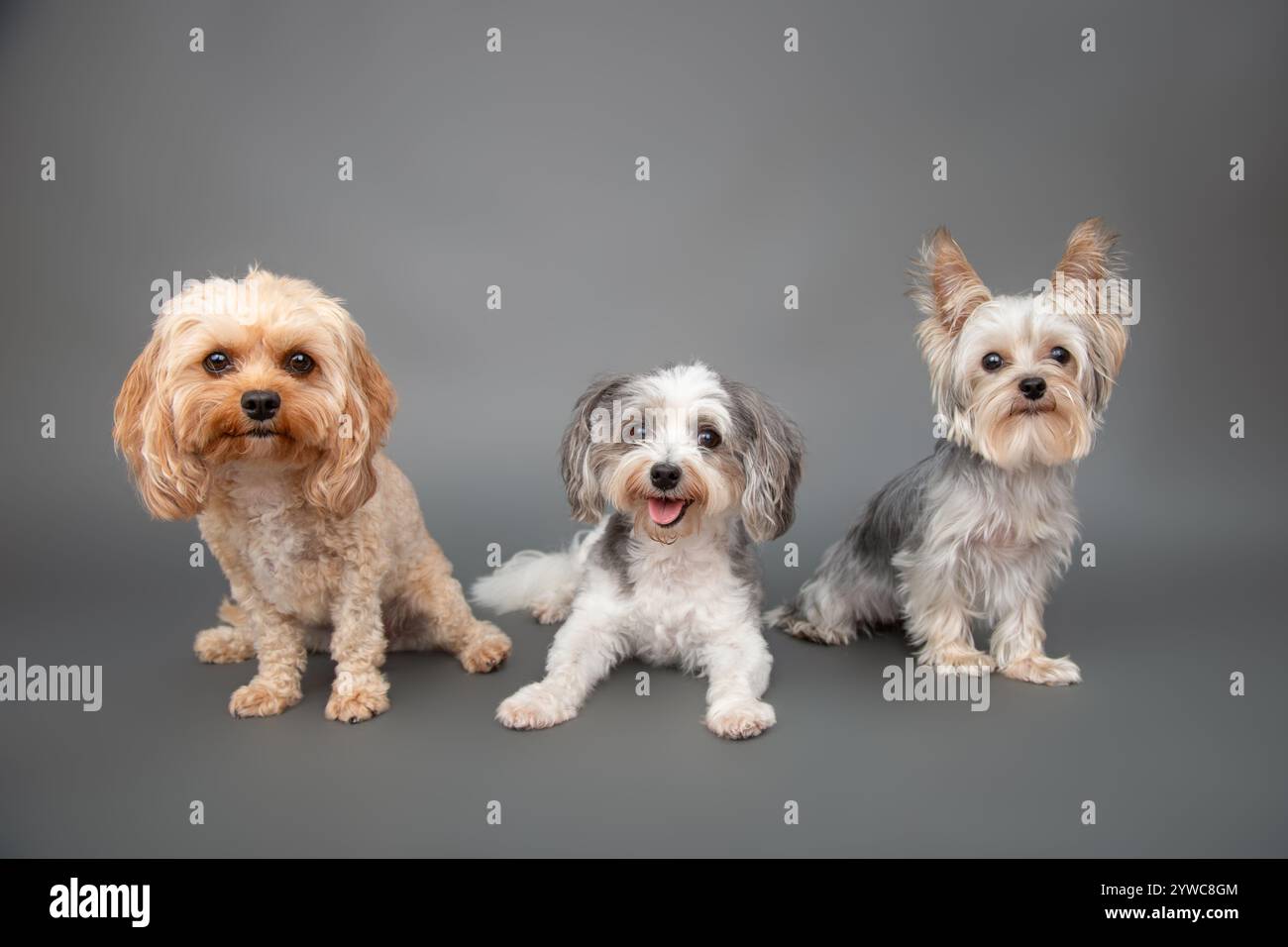 Portrait of a toy cavapoo, teacup yorkie and maltipoo sitting side by ...