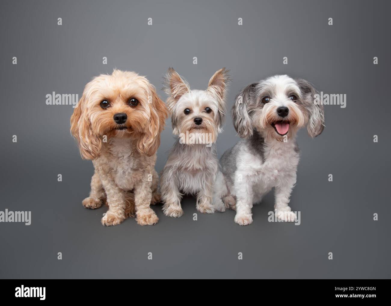 Portrait of a toy cavapoo, teacup yorkie and maltipoo sitting side by ...