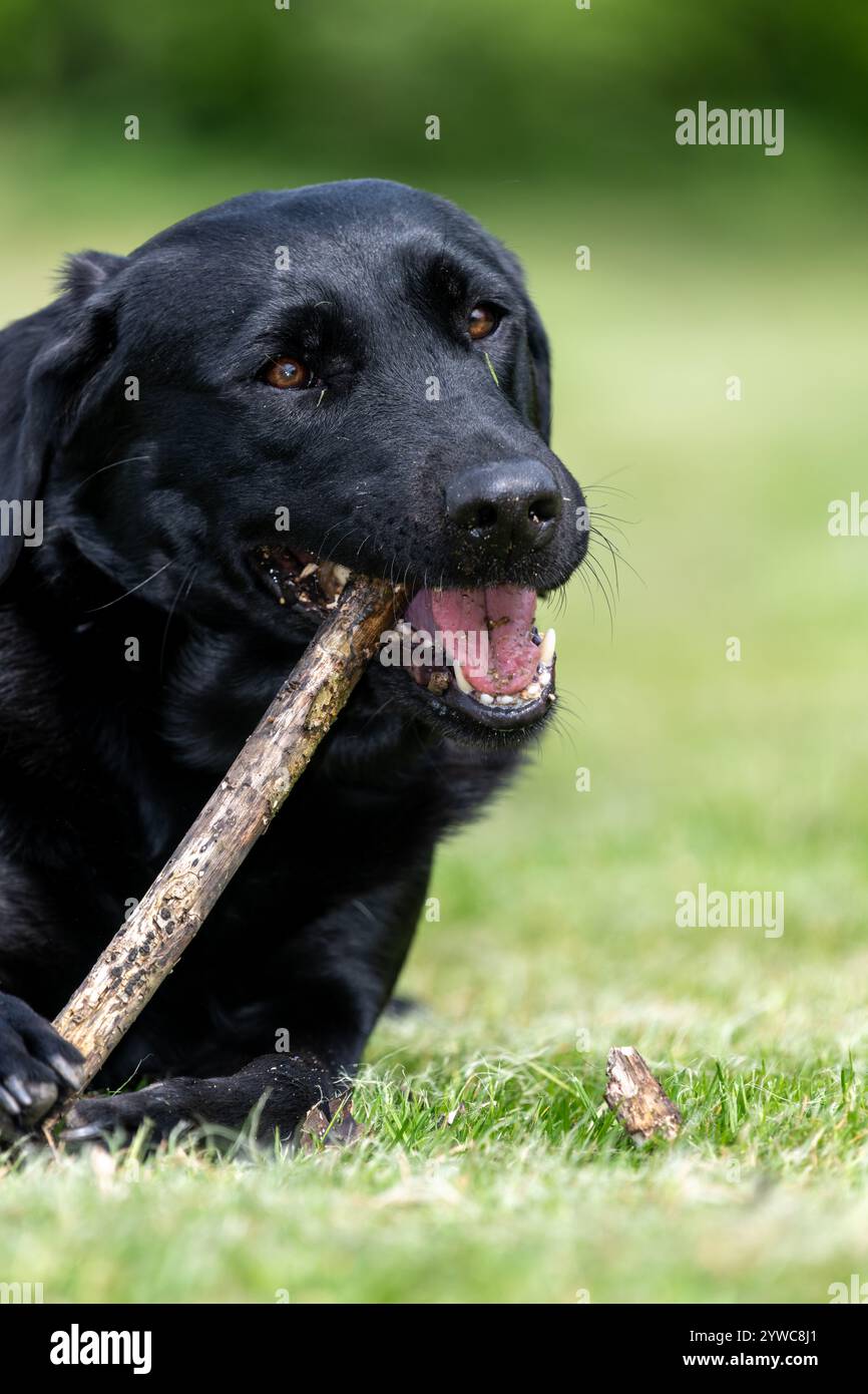 Portrait of a cute black Labrador chewing a stick in the garden Stock ...