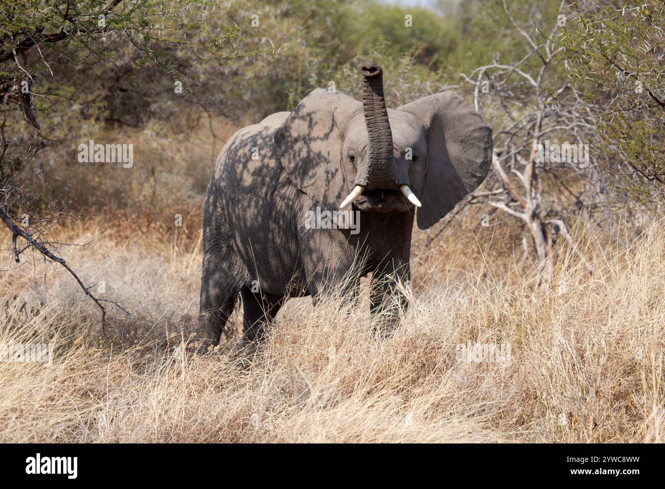 Elephant with flared ears and its trunk raised standing in the bush ...