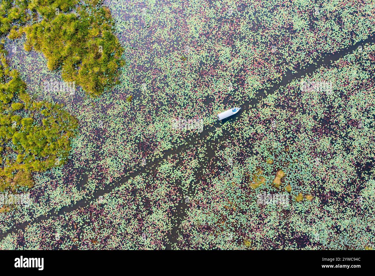 Aerial view of a tourist boat sailing through lotus flowers growing in ...
