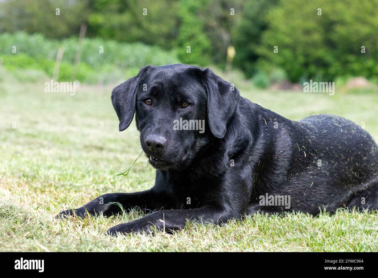 Portrait of a cute black Labrador laying down on the grass Stock Photo ...