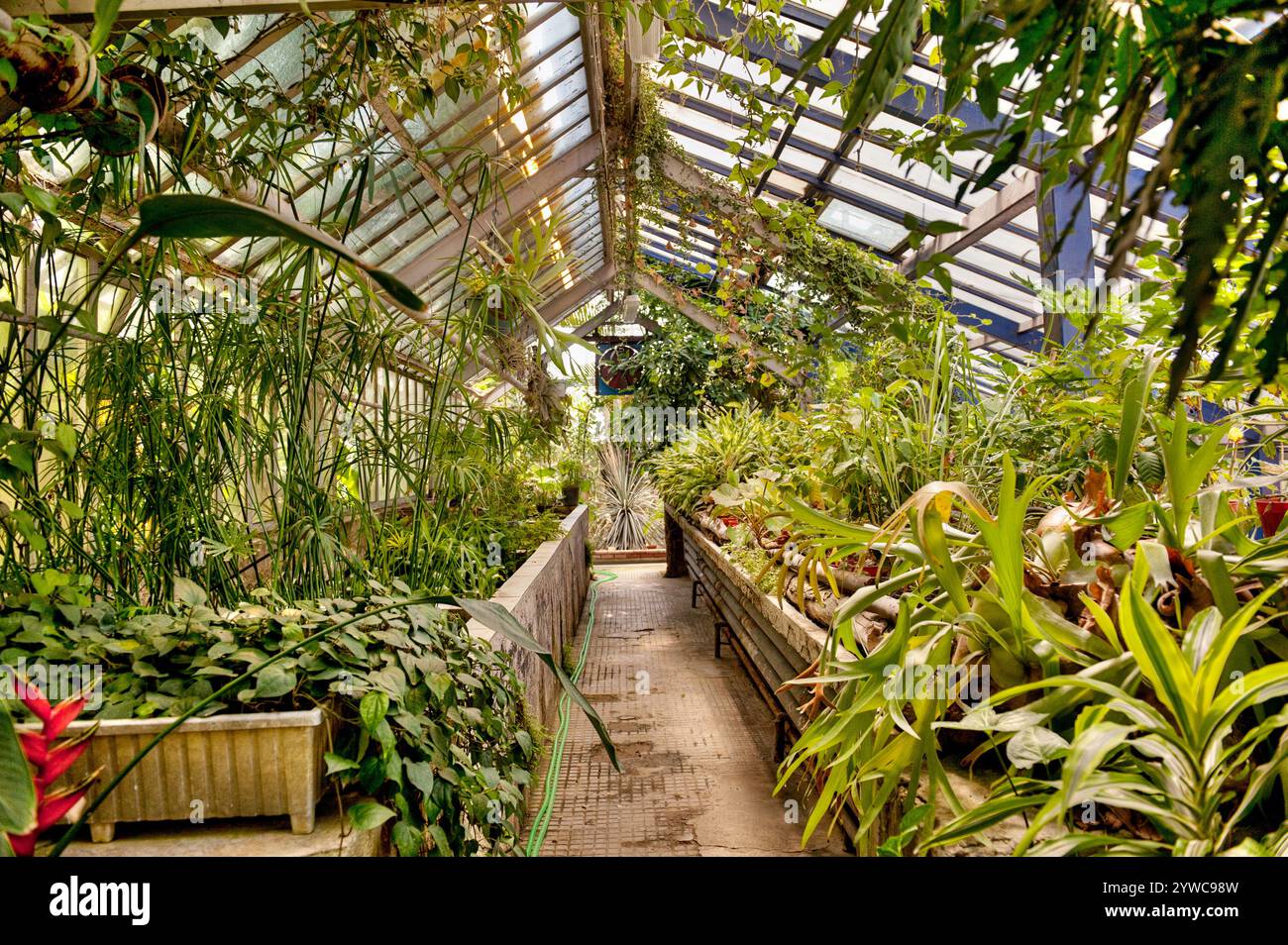 Lush green vegetation in tropical hi-res stock photography and images - Alamy