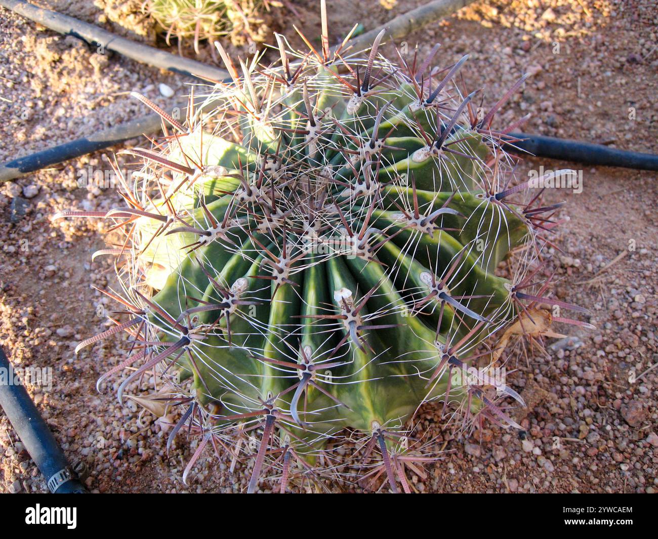 A close view of a green cactus showcasing its distinctive spines under ...
