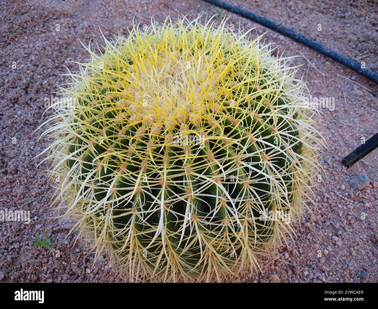 A round cactus with vibrant yellow spines grows in a sandy desert ...