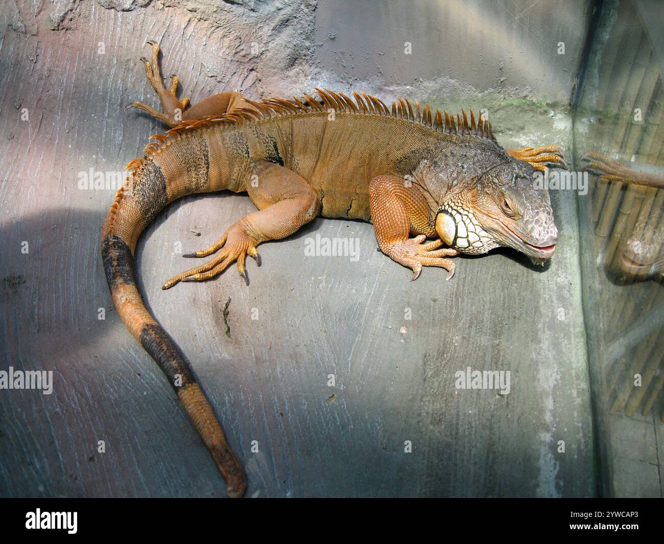 A large iguana relaxes on a textured rock surface, basking in a warm ...