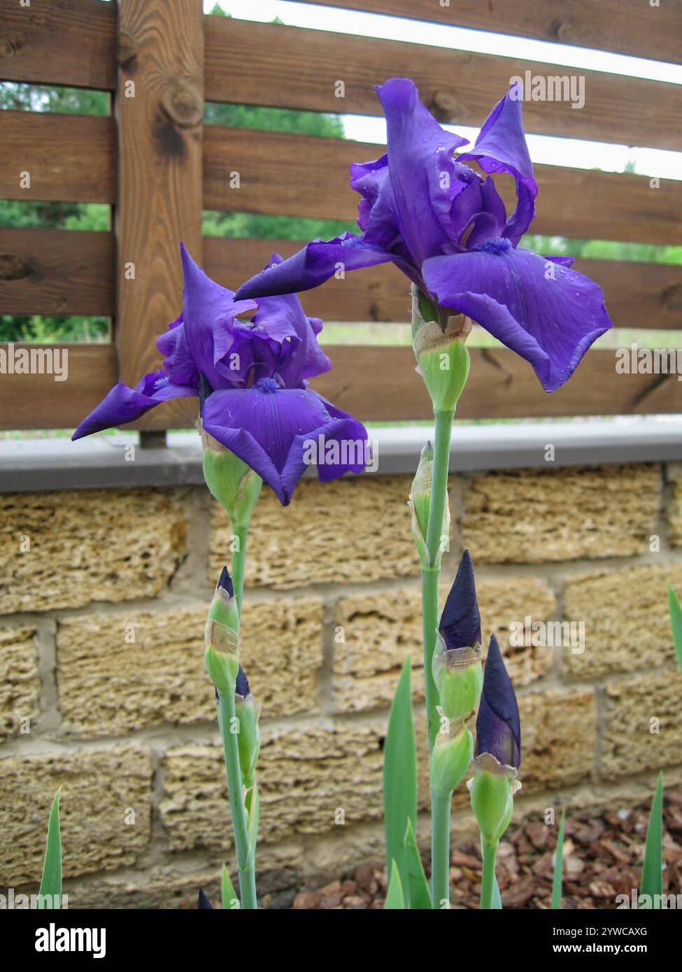 Showcase intricate shapes hi-res stock photography and images - Alamy