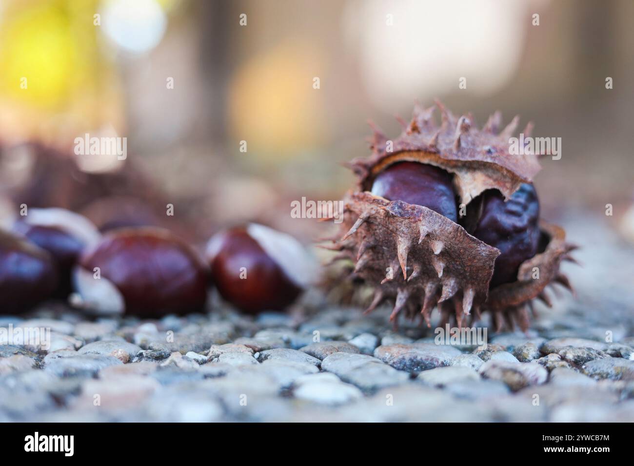 Spine covered bur hi-res stock photography and images - Alamy
