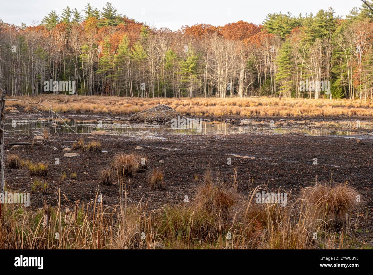 A drought has caused a drastic reduction of water in ponds Stock Photo ...