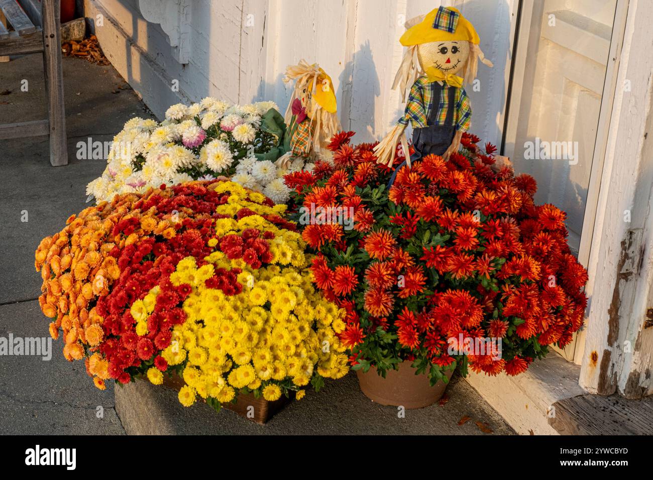 Colorful mums store