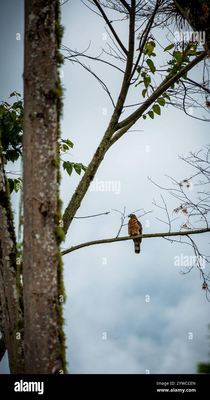 Falcon sitting silhouette hi-res stock photography and images - Alamy