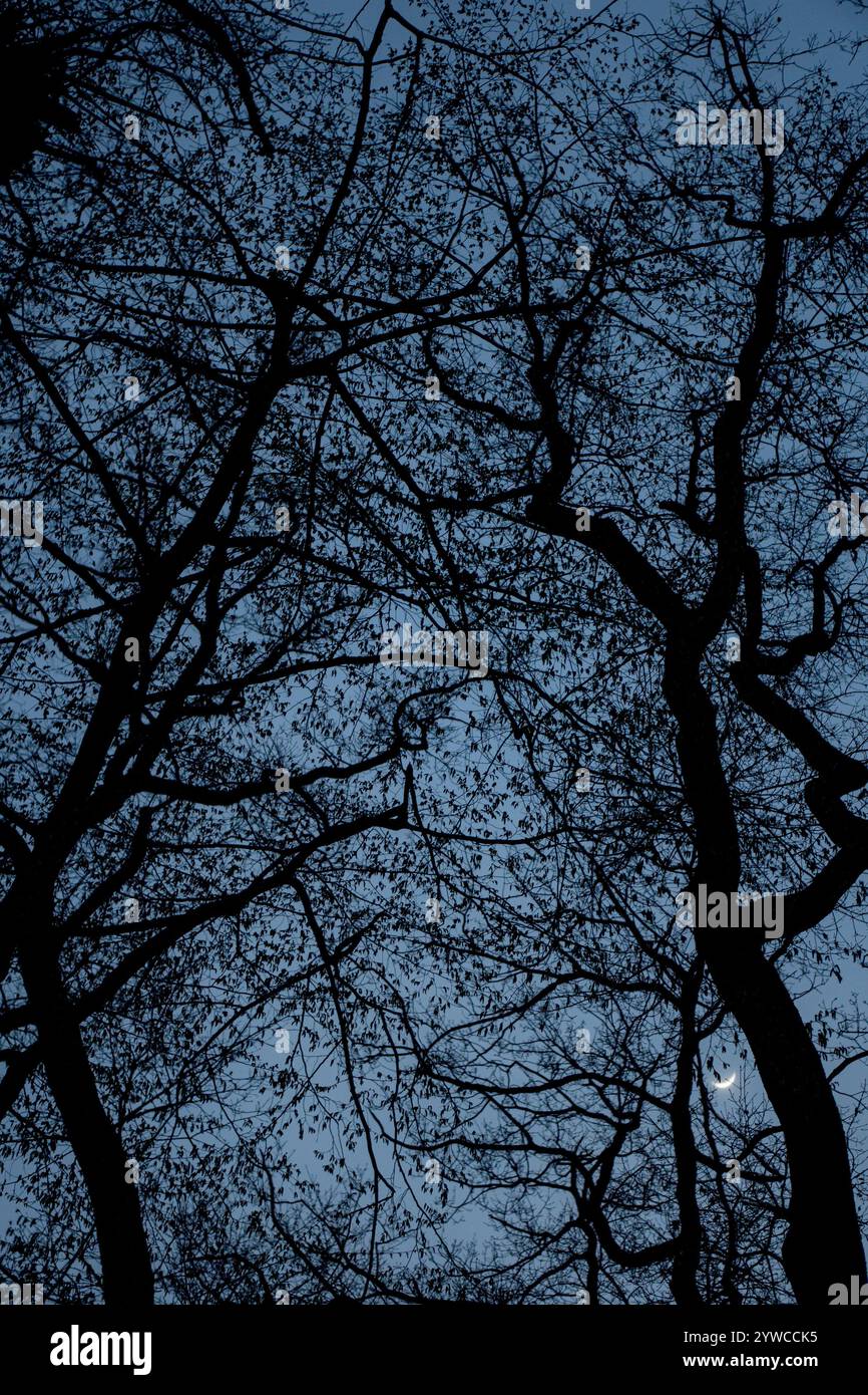 The crescent moon behind the branches of a leafless tree in winter ...