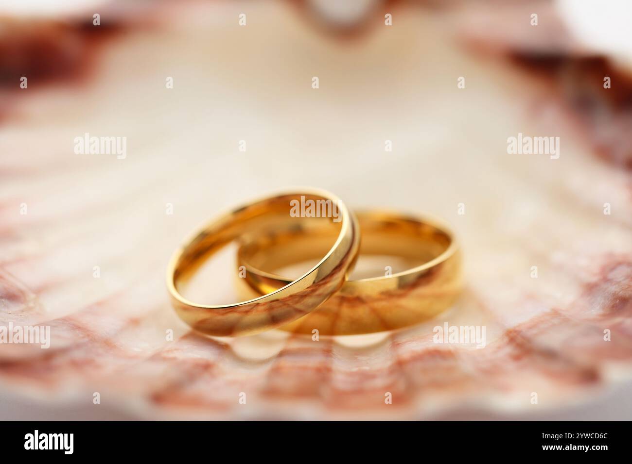 Beautiful golden wedding rings on sea shell, closeup Stock Photo - Alamy