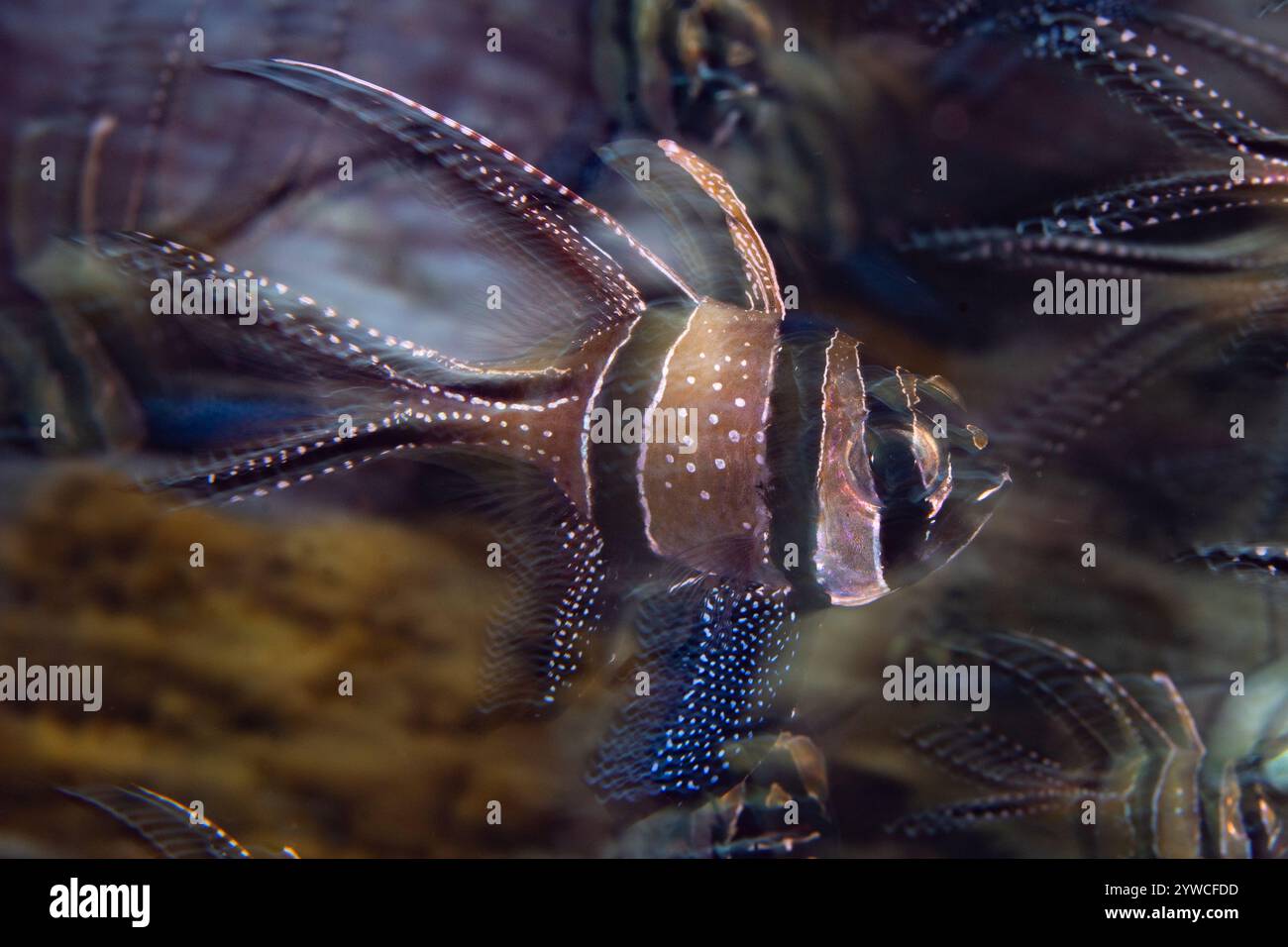 A Banggai cardinalfish, Pterapogon kauderni, hovers near an anemone in ...