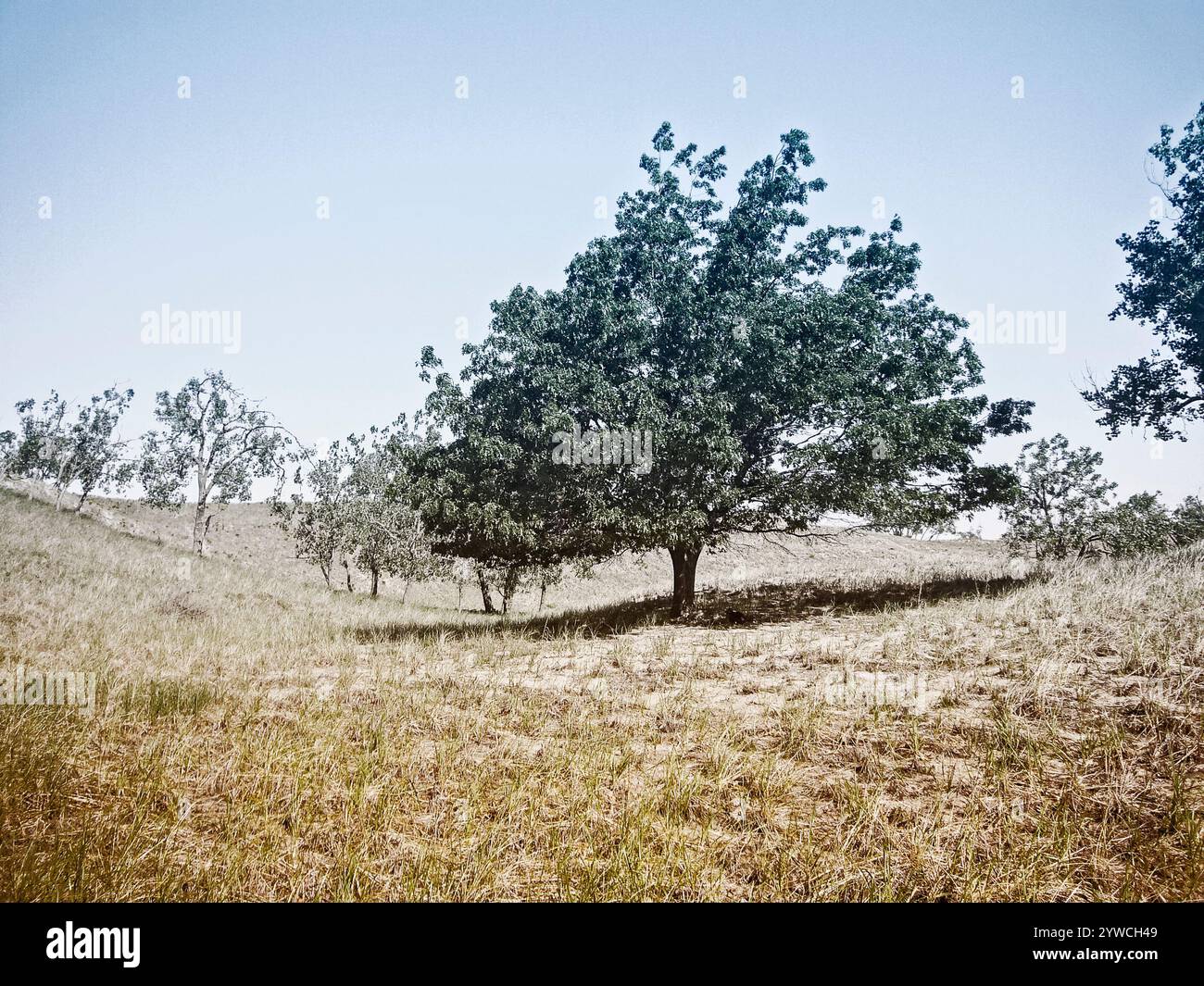 Old oak tree out standing in a sand dune meadow within the Nordhouse ...