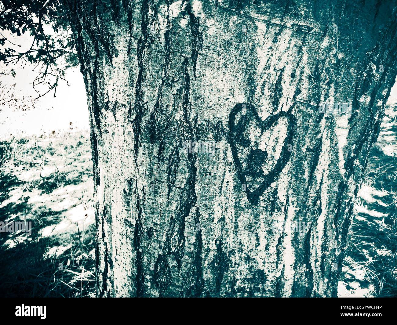Old carving on an oak tree within the Nordhouse Dunes Wilderness Area ...