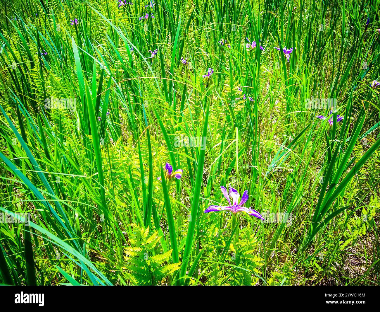 Blue flag iris hi-res stock photography and images - Alamy