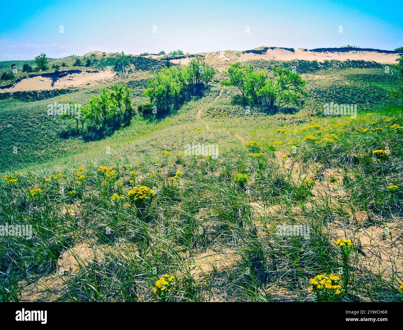 Yellow Hoary Puccoon and rolling grass covered dunes within the ...