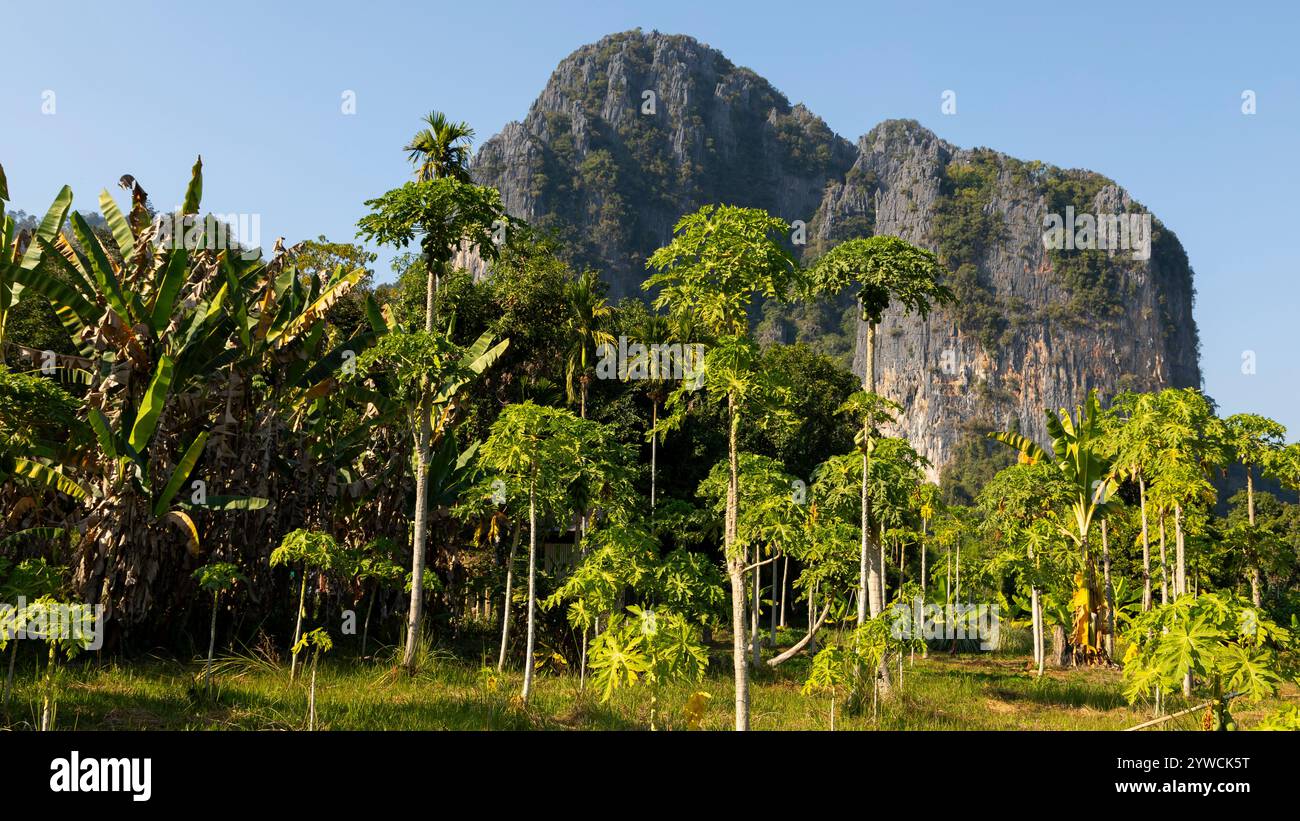Rainforest, crops and plantations in a rural area near Vang Vieng, Laos ...