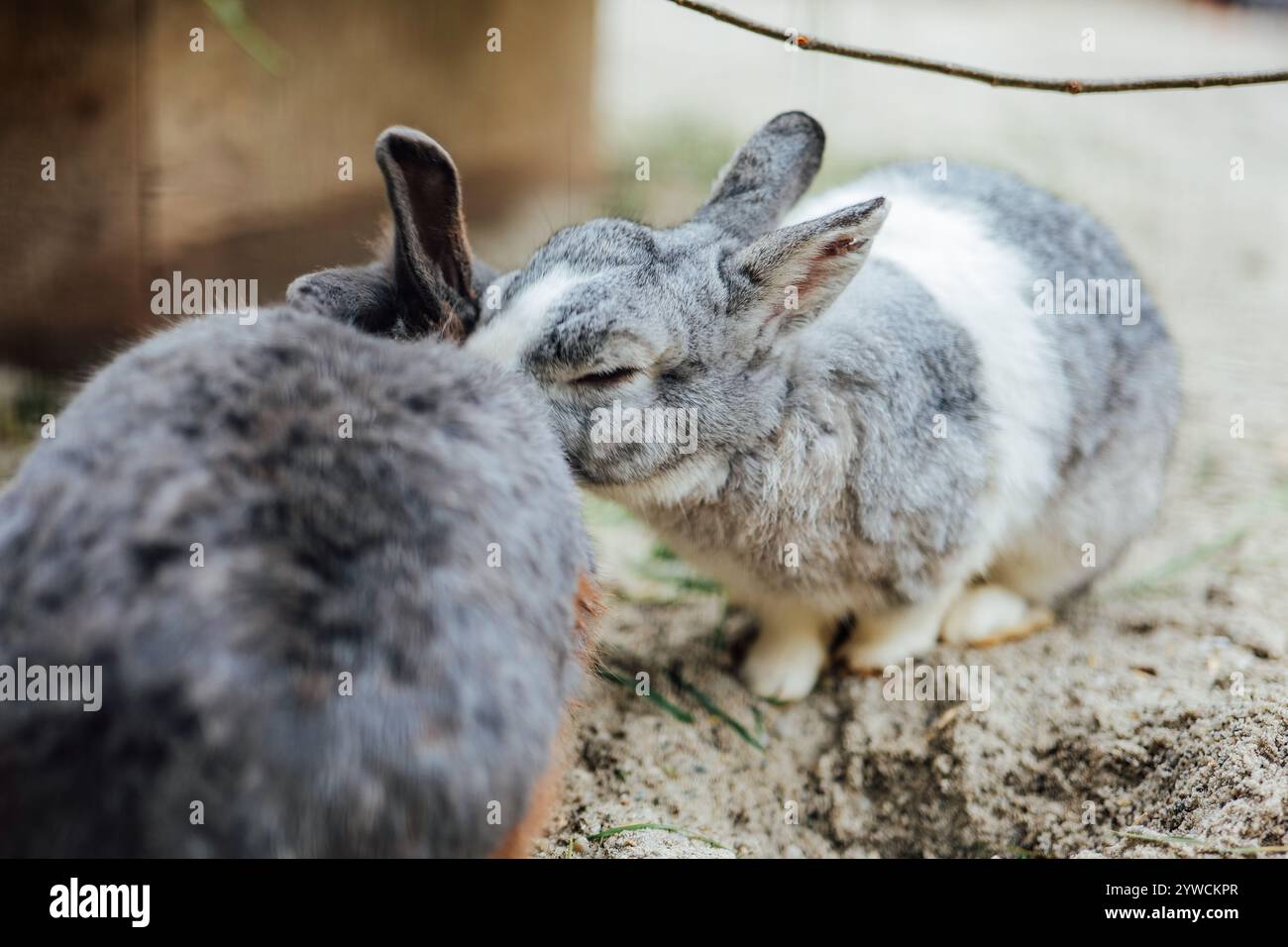 fluffy gray rabbit.Farm animals Stock Photo - Alamy