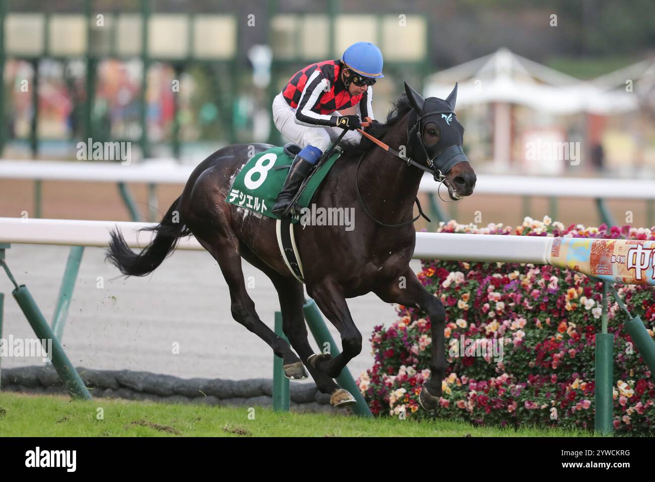 2024/12/07 CHUKYO 11R THE CHUNICHI SHIMBUN HAI Desierto/Yasunari Iwata ...