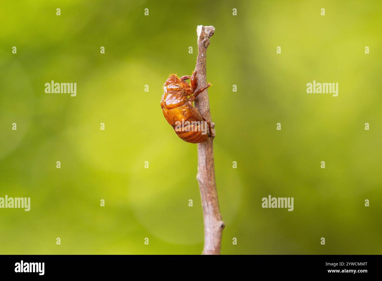 Goiania, Goias, Brazil – December 07, 2024: Abandoned shell of a cicada ...