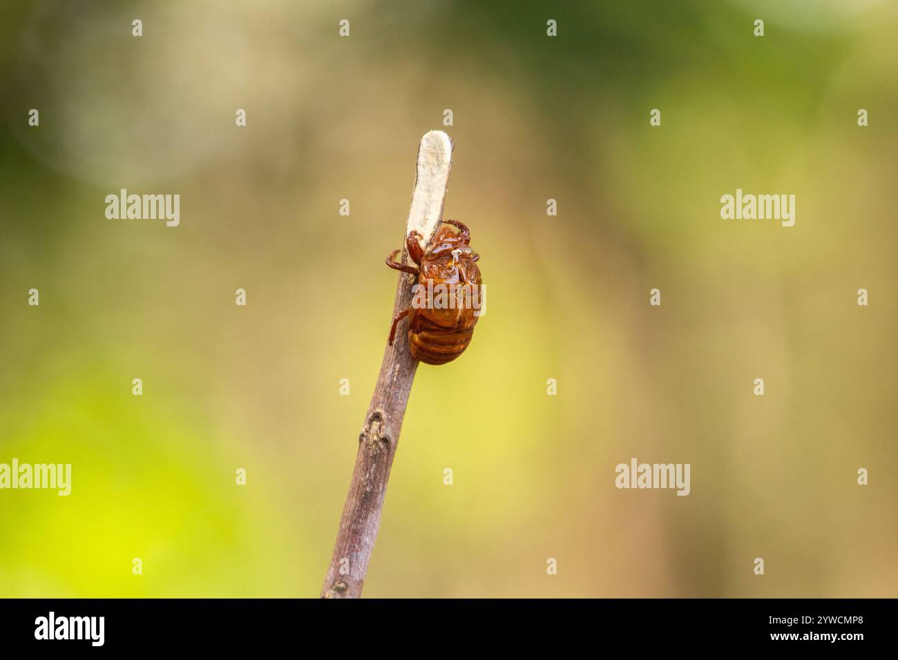 Goiania, Goias, Brazil – December 07, 2024: Abandoned shell of a cicada ...