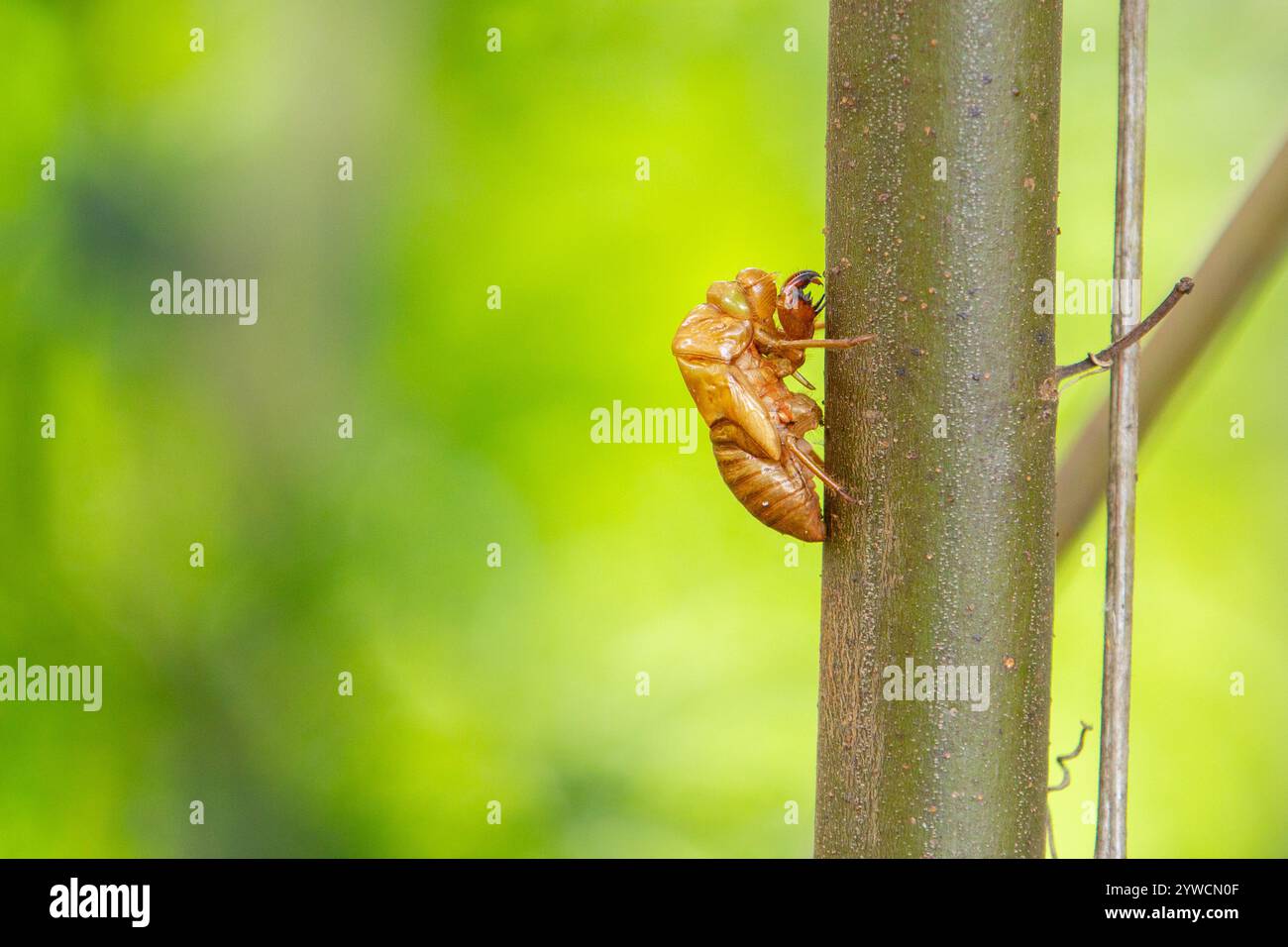 Goiania, Goias, Brazil – December 07, 2024: Abandoned cicada shell ...