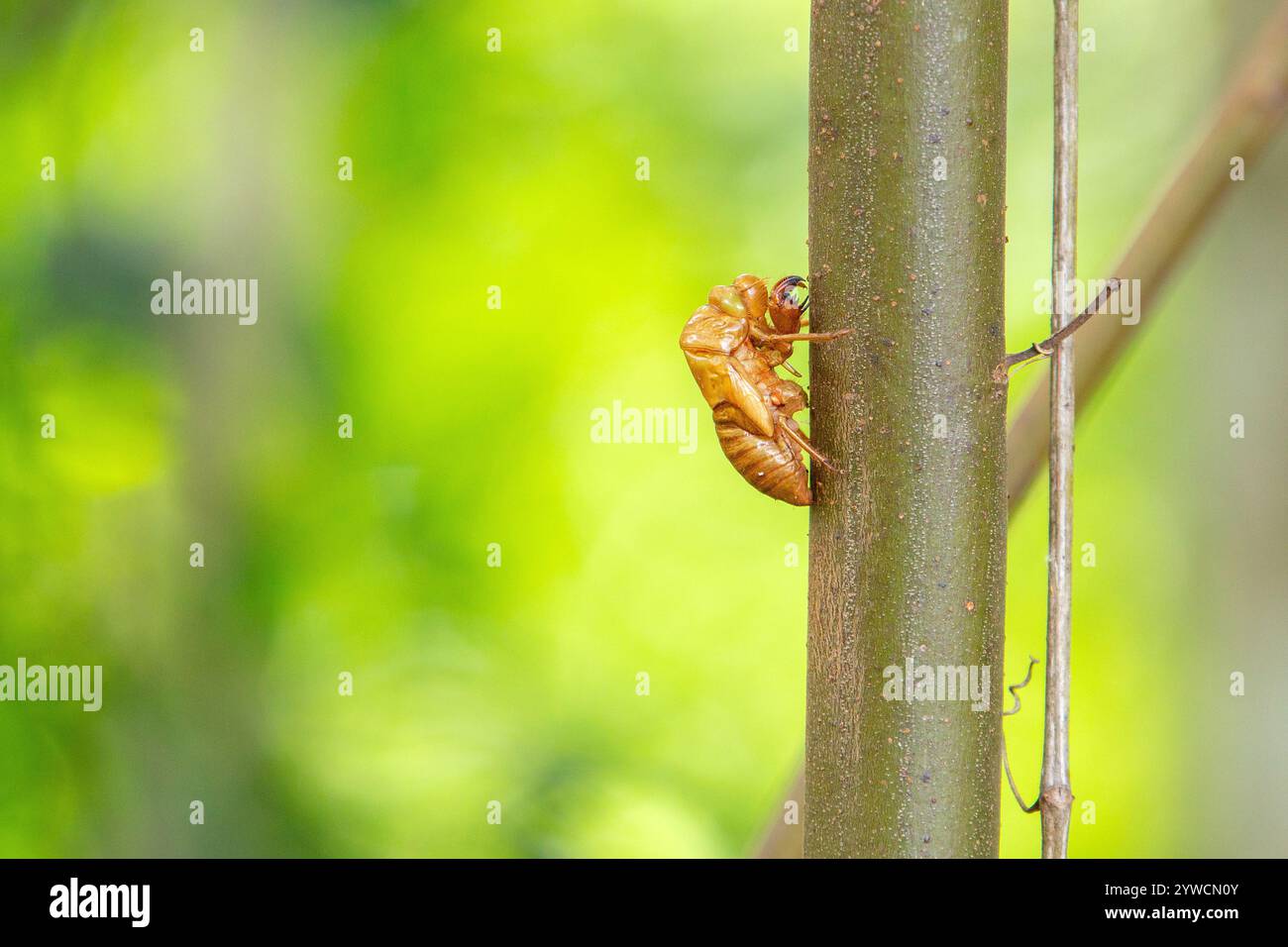Goiania, Goias, Brazil – December 07, 2024: Abandoned cicada shell. Chitinous exoskeleton of ...