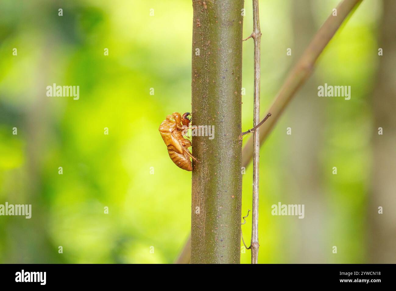 Goiania, Goias, Brazil – December 07, 2024: Abandoned cicada shell. Chitinous exoskeleton of ...