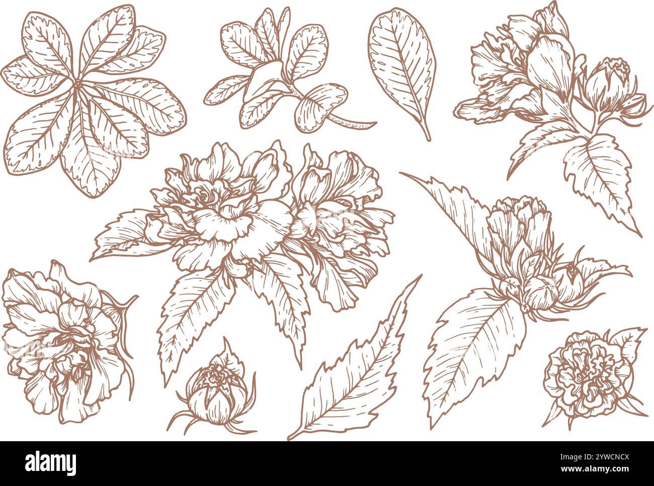 Set of outline floral vector illustration in the 2025 color of the year ...