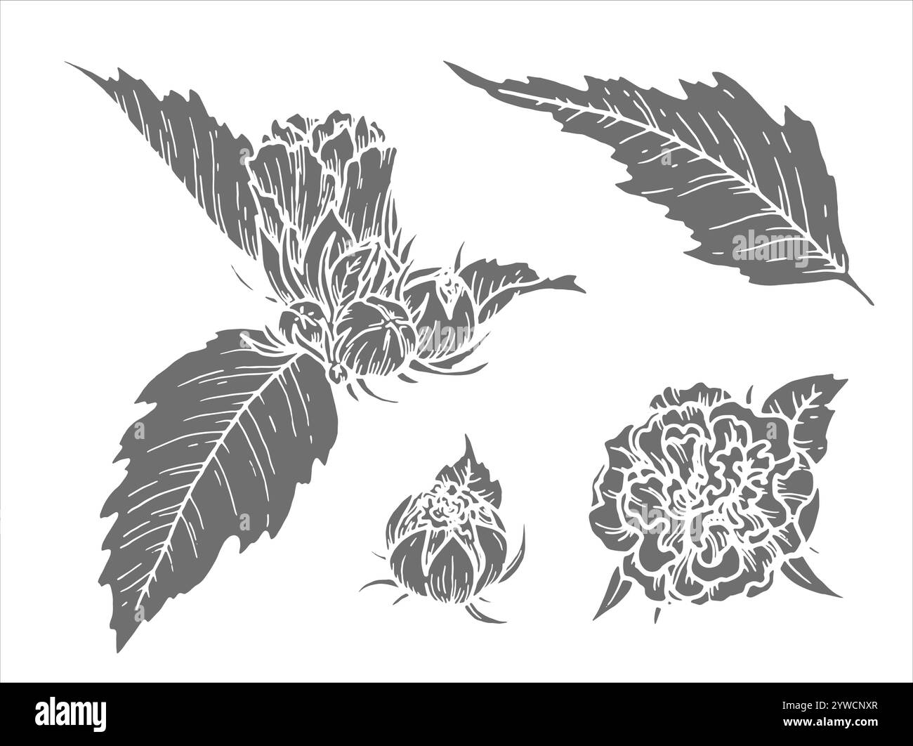 Silhouette botanical vector illustration of flower with leaves. Hand ...