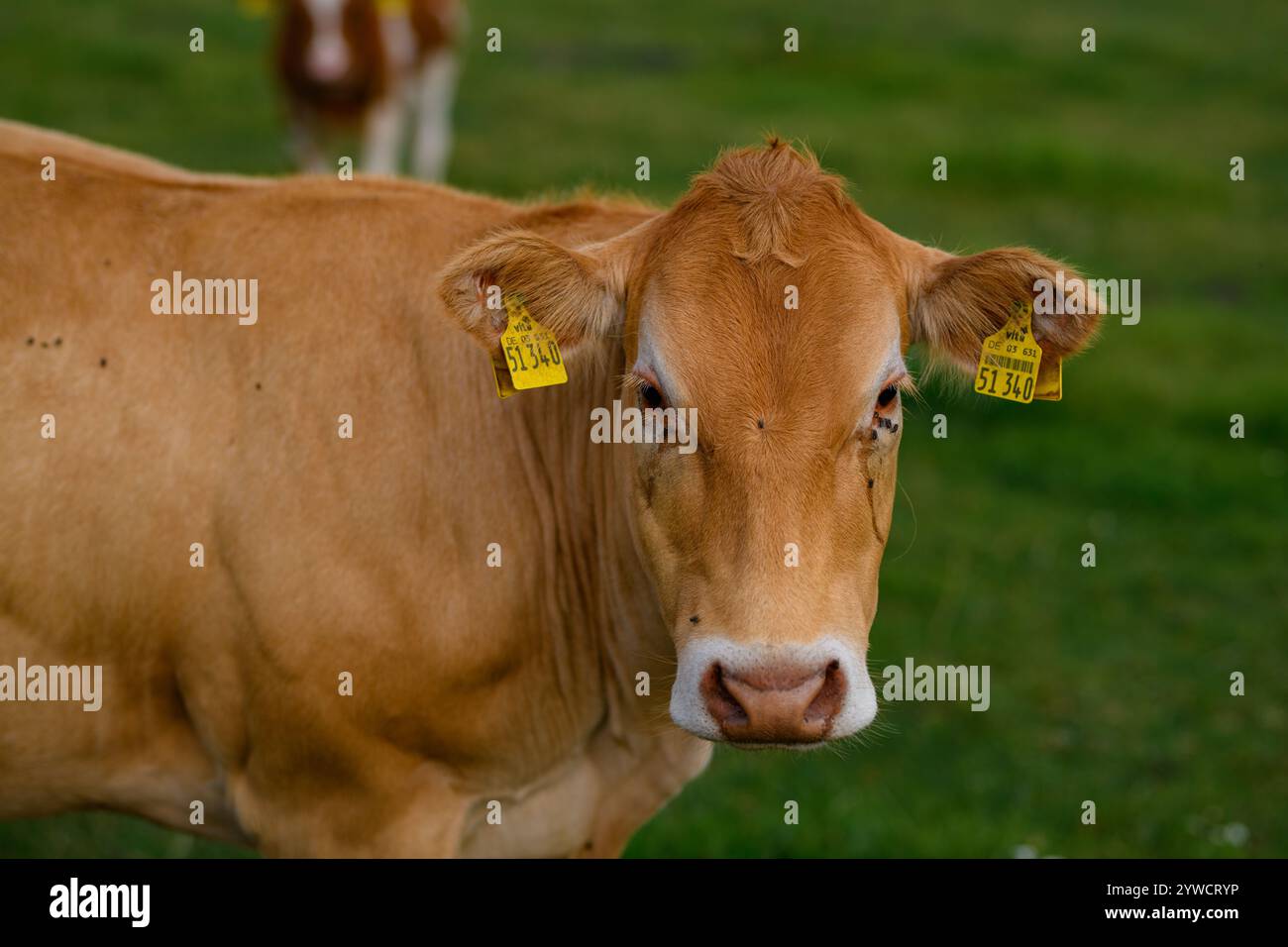 Brown grazing cow. Hereford cows at field. Cow face closeup. Grazing ...