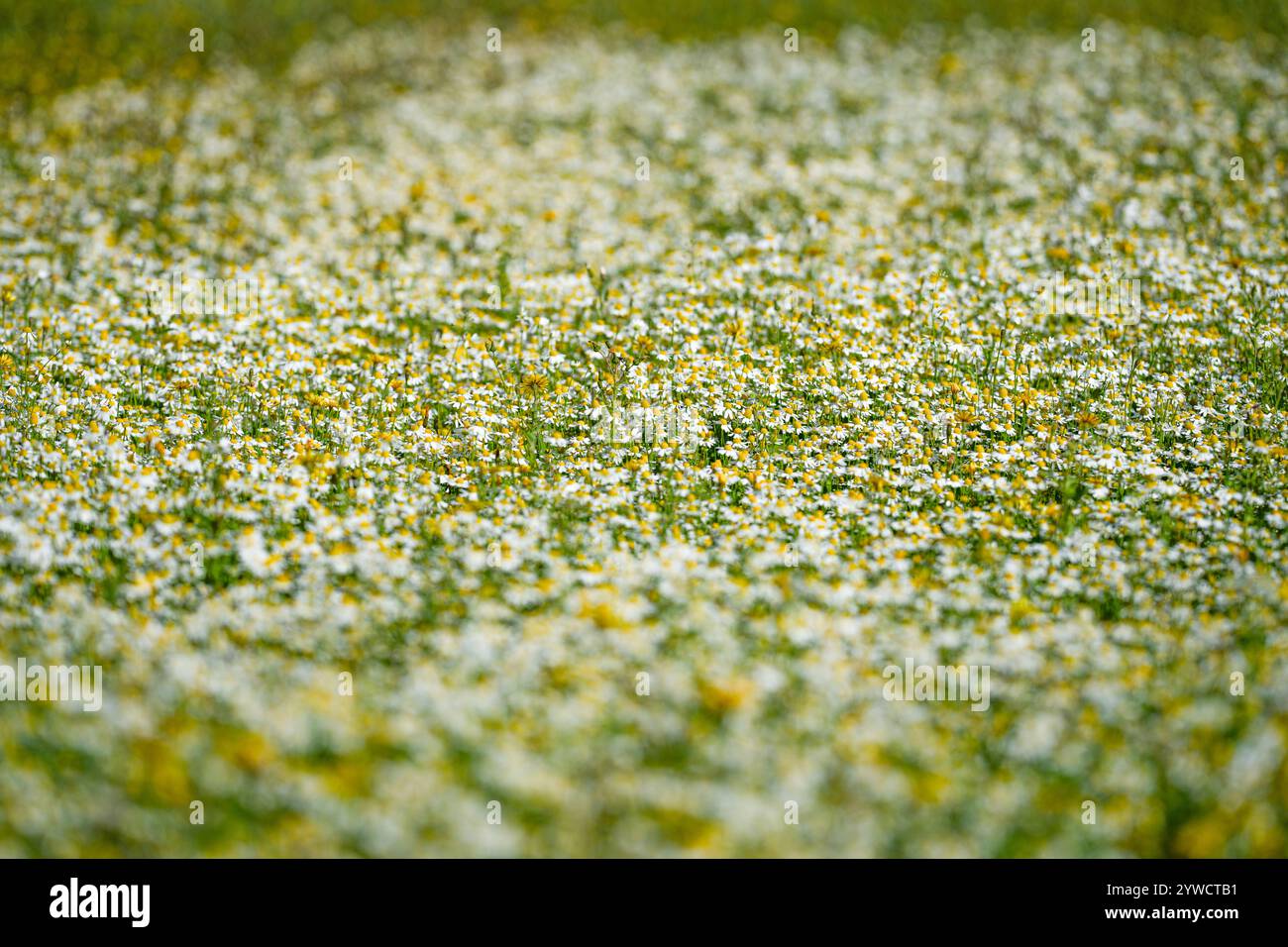 Chamomile wild flower field. Meadow of white Chamomile flowers. Herbal ...
