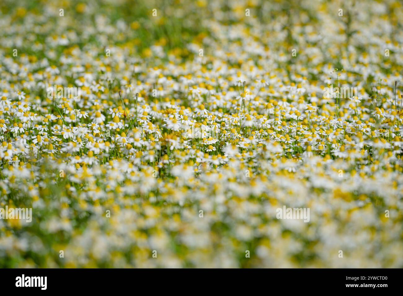 Chamomile wild flower field. Meadow of white Chamomile flowers. Herbal ...