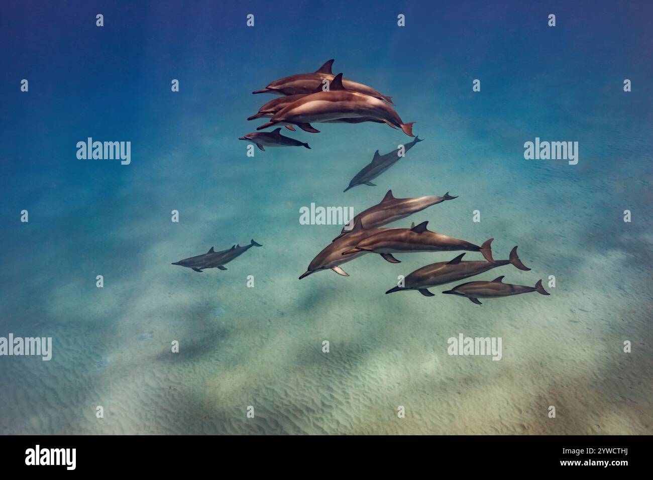 A pod of Spinner Dolphins with calf swim by in the clear waters of ...