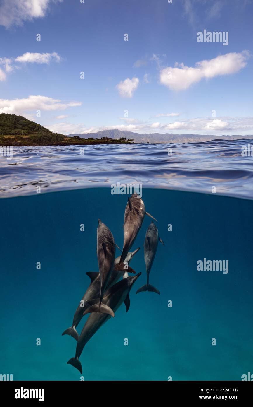 A small pod of Spinner Dolphins approach the surface in an over under ...