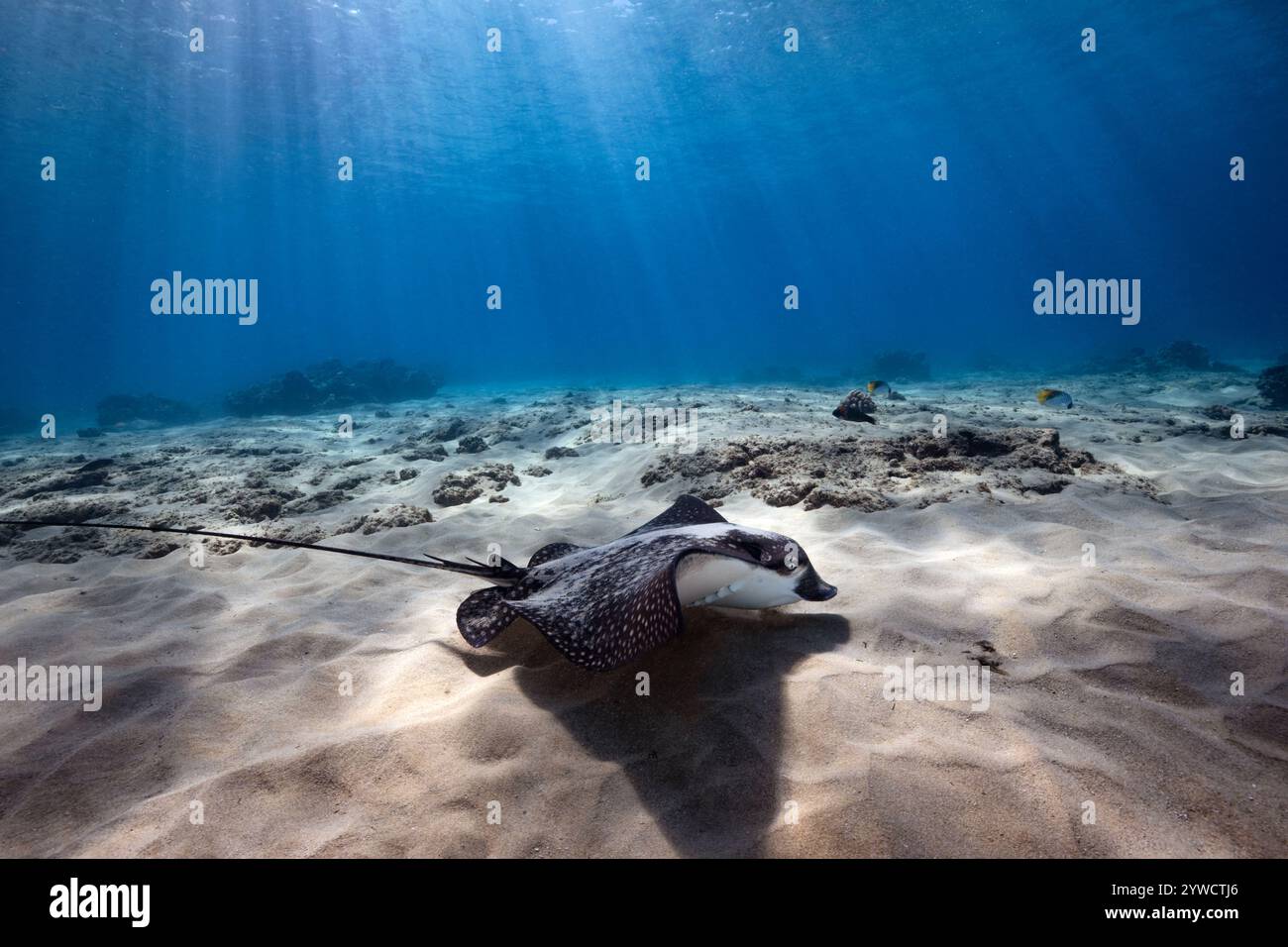 A Spotted Eagle Ray hunts for food along the sandy floor of the ocean ...