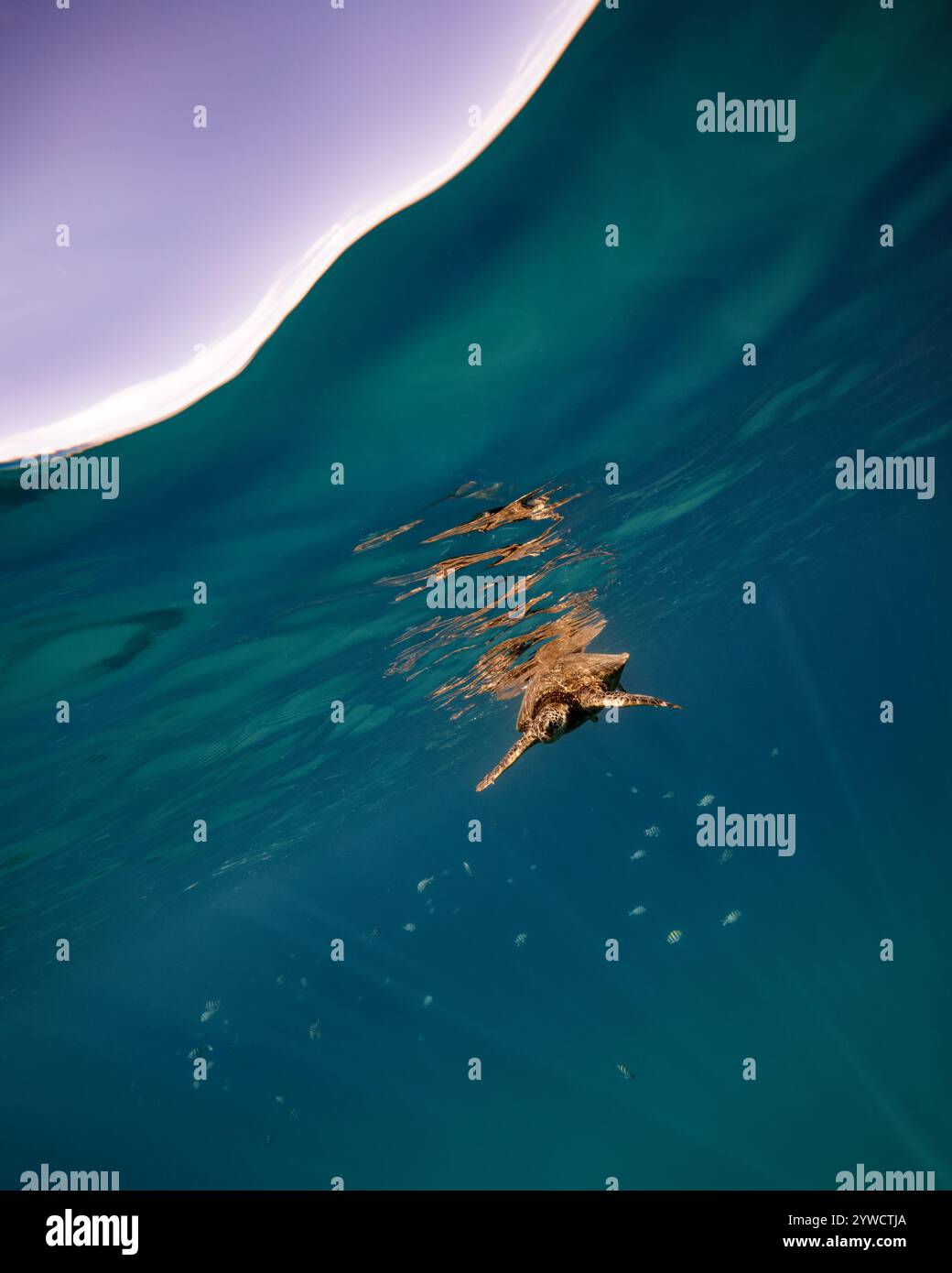 An underwater over under shot of a green sea turtle at the oceans ...