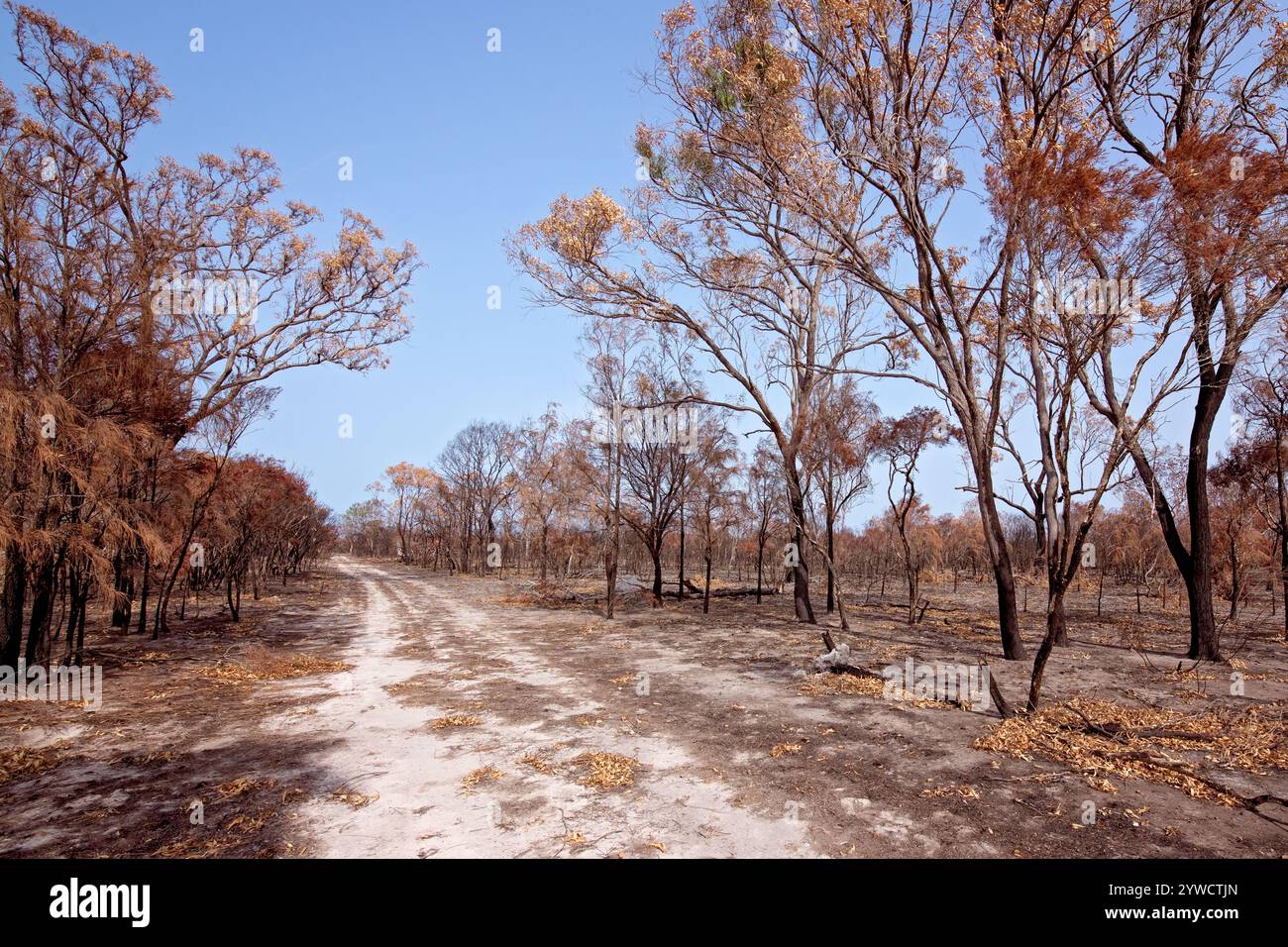 Sandy track through burnt brown trees after devastation of summer ...