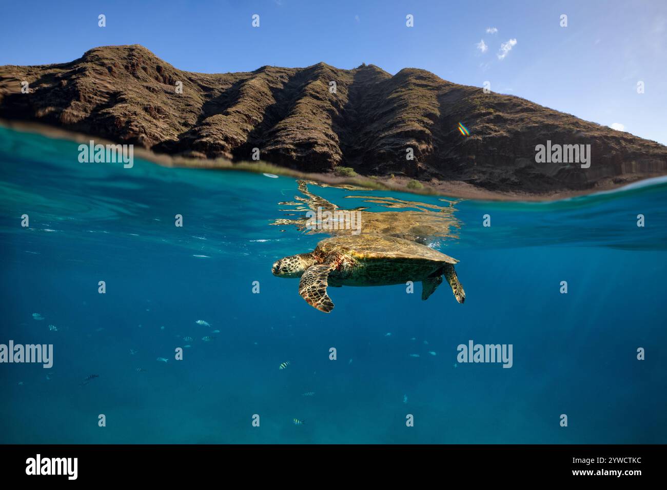 An over under shot of a green sea turtle with reef fish and a mountain ...