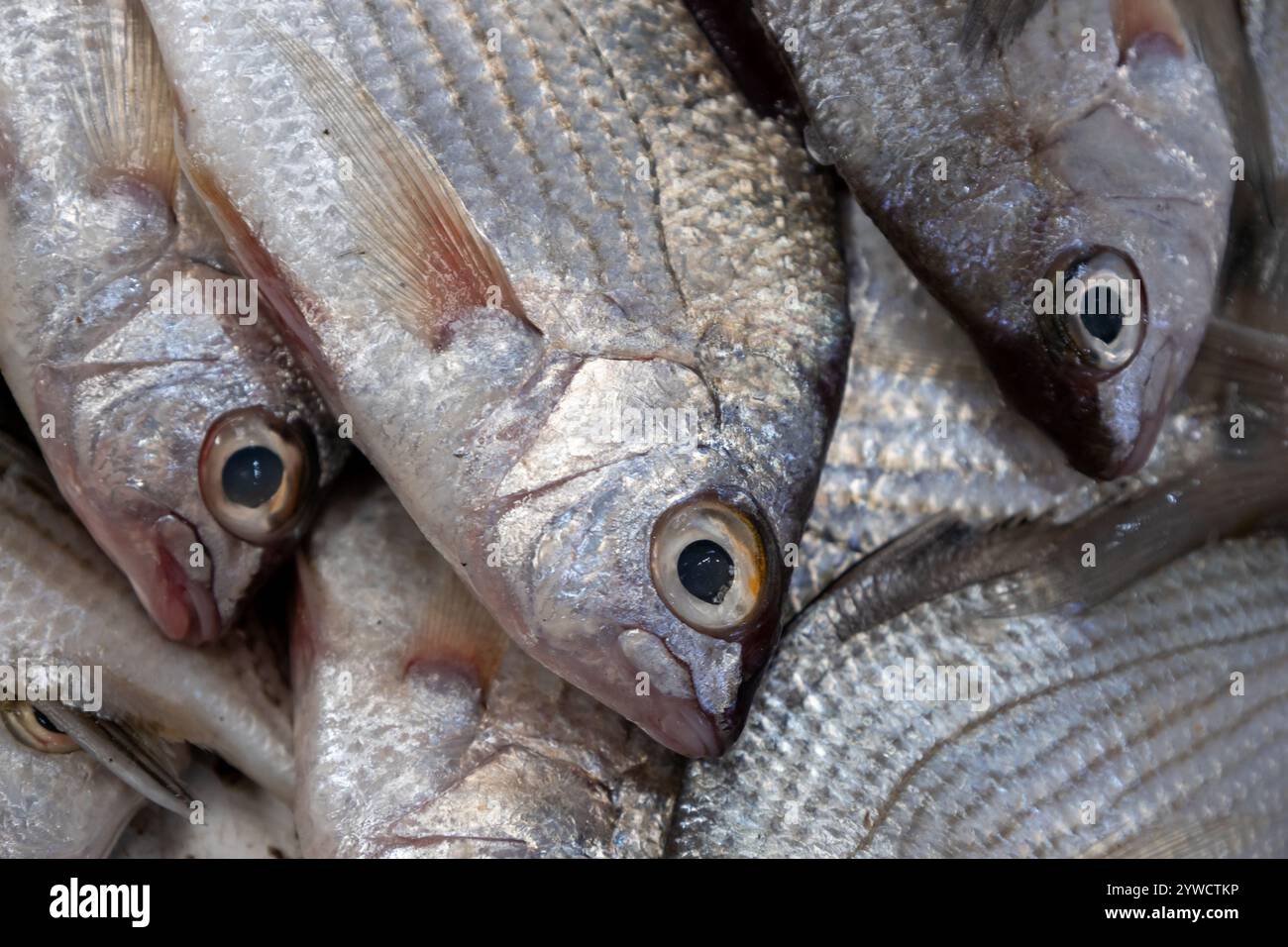 Silver scale fish on the market. Fresh marine food. Animal protein ...