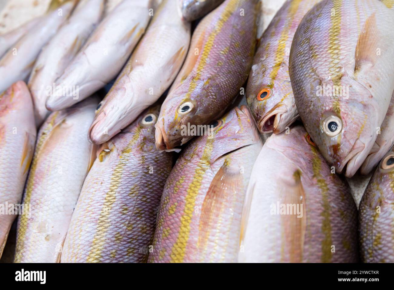 Silver scale fish on the market. Fresh marine food. Animal protein ...