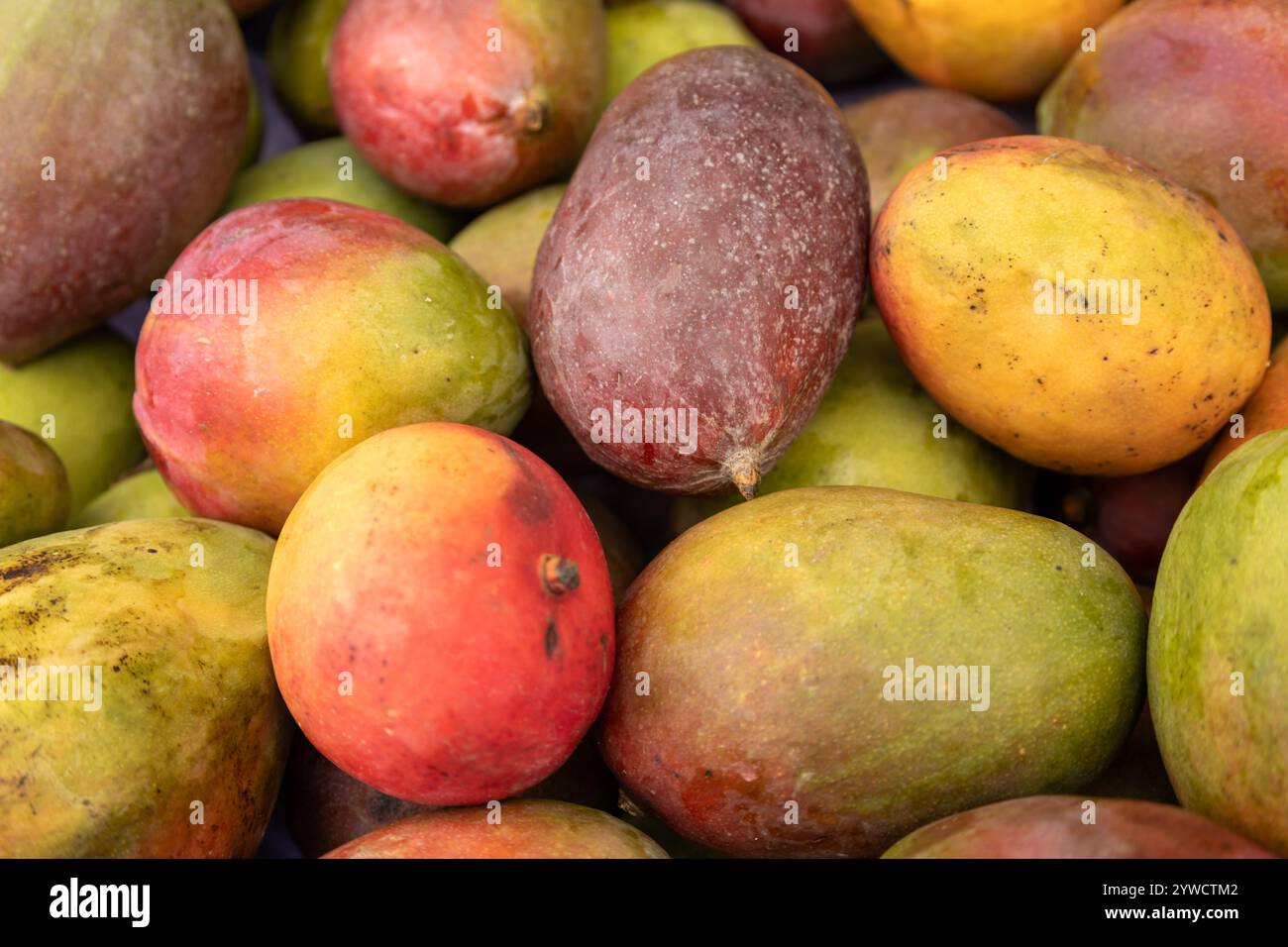 Delicious tropical fruit called mango. Orange-colored fruit with a ...